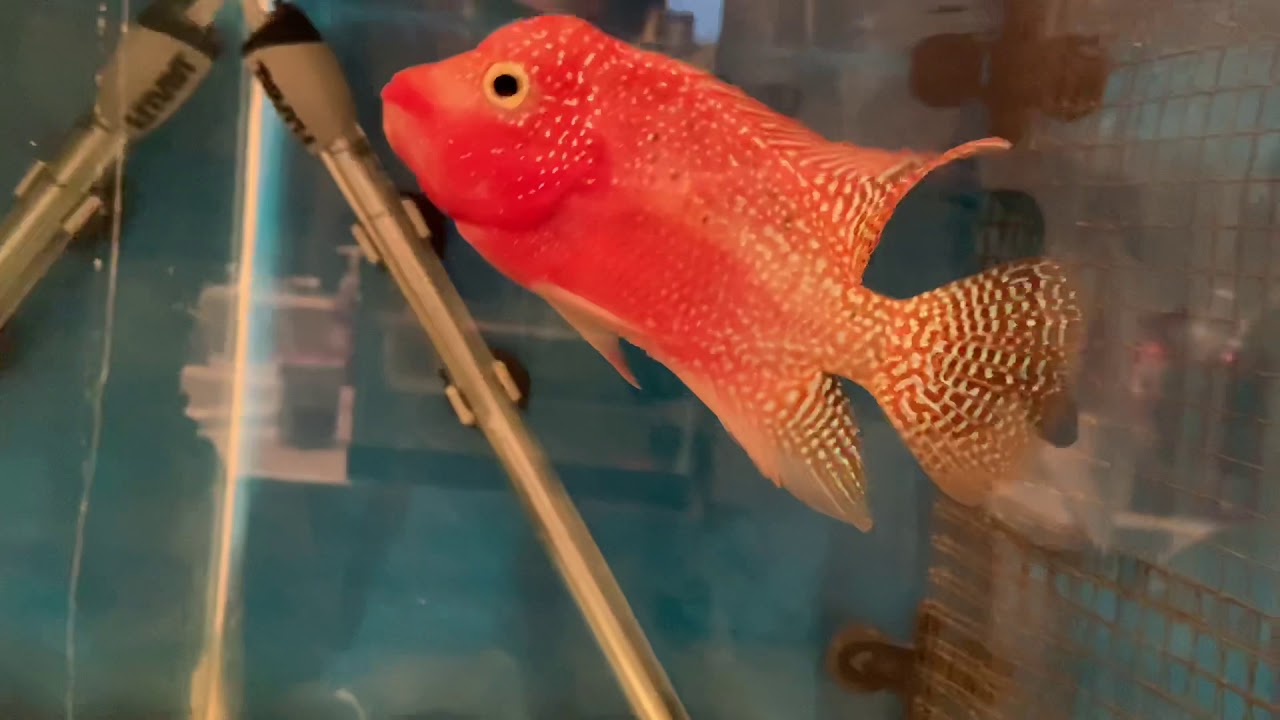 GB King Kamfa female flowerhorn Cichlid - YouTube