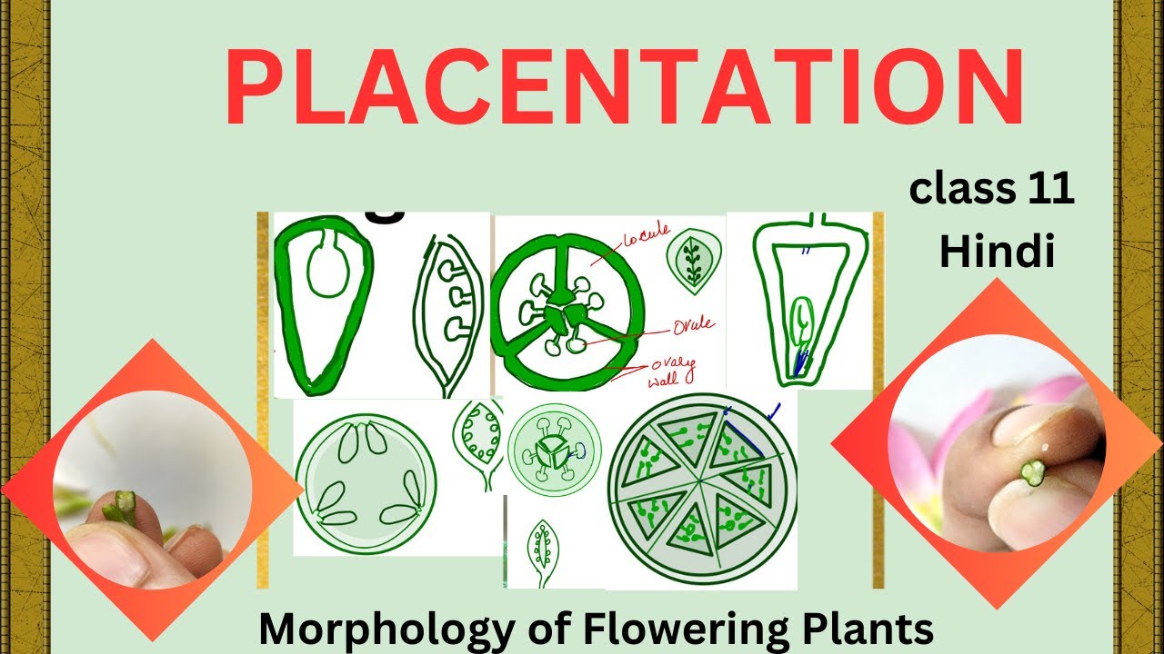 Placentation and its types||Marginal,Axile,parietal,free central,basal ...