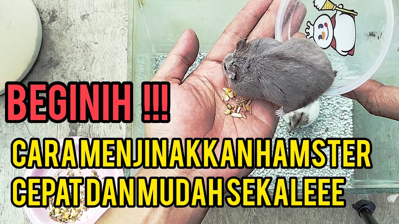 CARA MENJINAKKAN HAMSTER YANG GALAK || hamster Campbell - YouTube