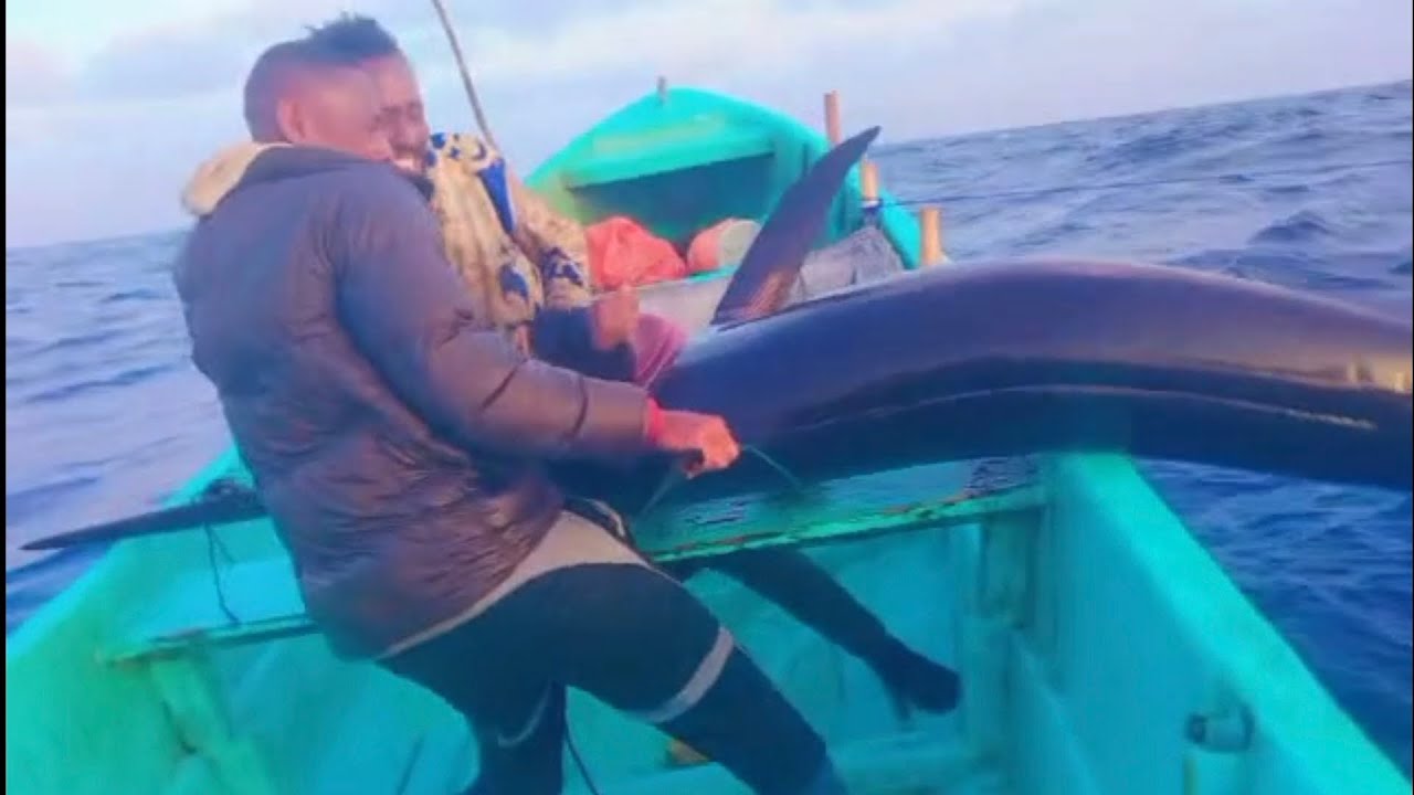 Swordfish catching skills for longline fishing in Indian ocean sea ...