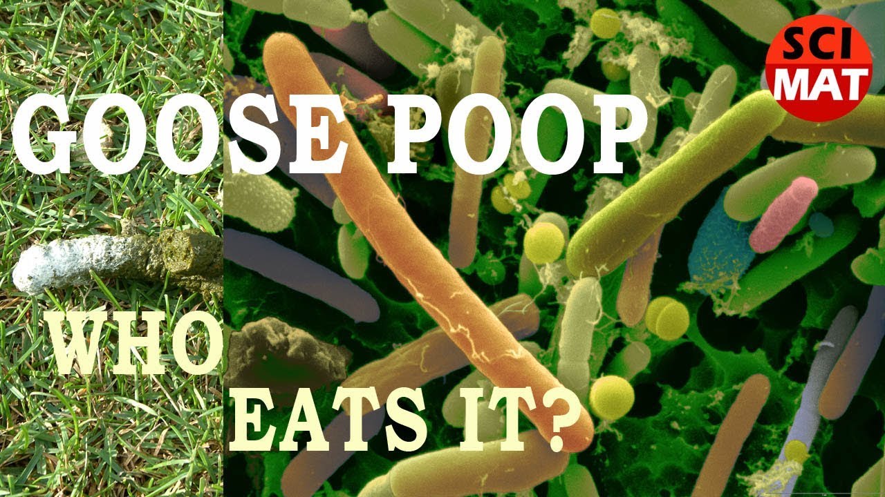 Goose poop under the microscope shows bacteria – yet, who eats it – and ...