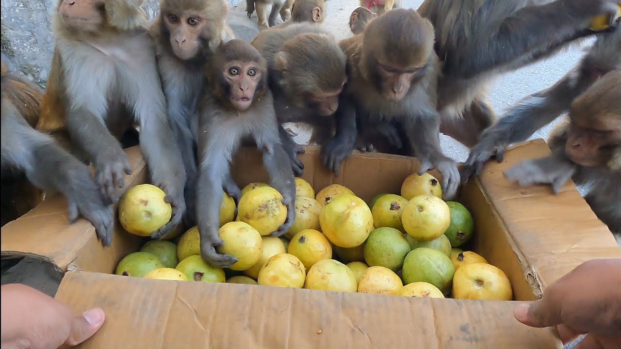 Monkey ate one crate guava and two kg grapes and feeding some stray ...
