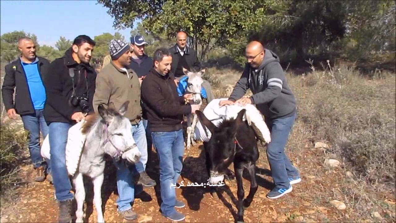 ركوب الحمير أحلى مغامرة مضحكة للغاية ركوب الحمير في صفورية Youtube