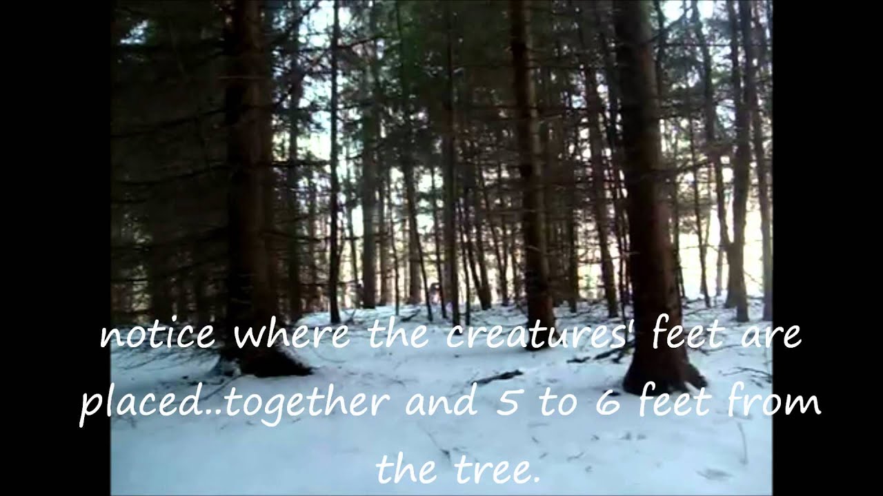 The Patterson Footage:Bigfoot - YouTube