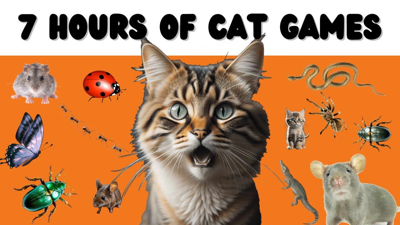 Cat Games [+7 HOURS] - Cat TV Ultimate Compilation Vol.4 - Best Game ...