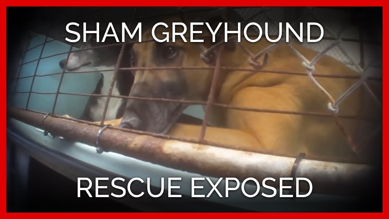 Sick, Stressed Greyhounds Imprisoned and Bled at Sham Rescue - YouTube