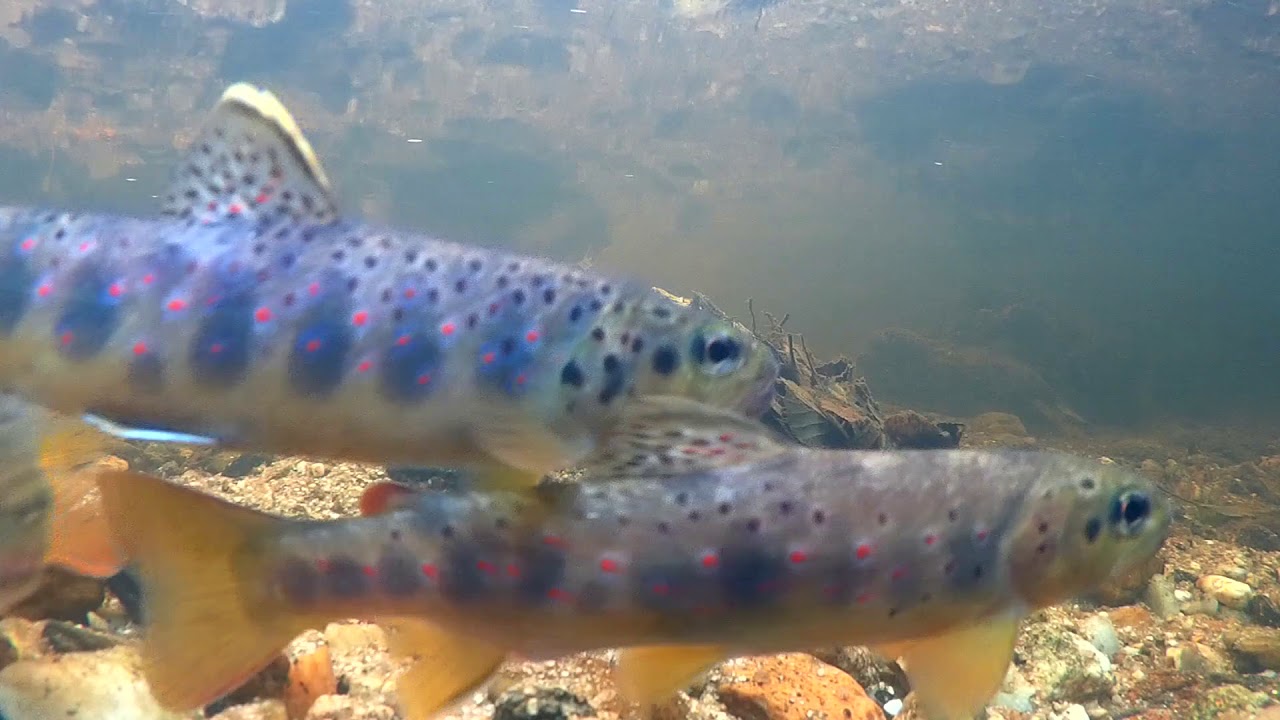Reproduction de la truite dans les Monédières - YouTube