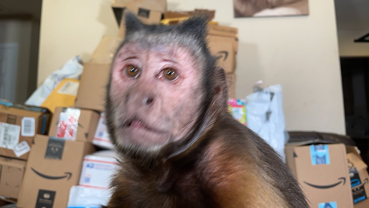 MonkeyBoo Mail Time LIVE 2020 Rap Up! Part 1 - YouTube