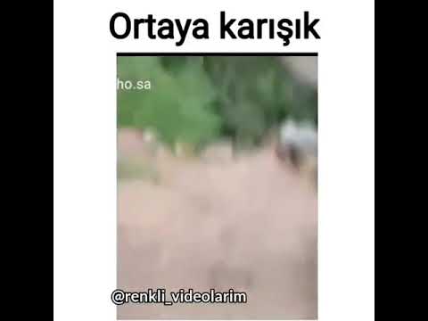 Ortaya karışık güldüren videolar