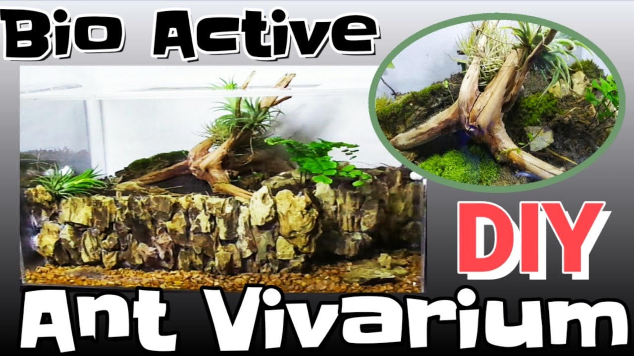 How to Make Bio Active Ant Vivarium | D colony - YouTube