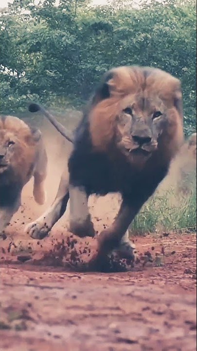 Lion's Run - YouTube