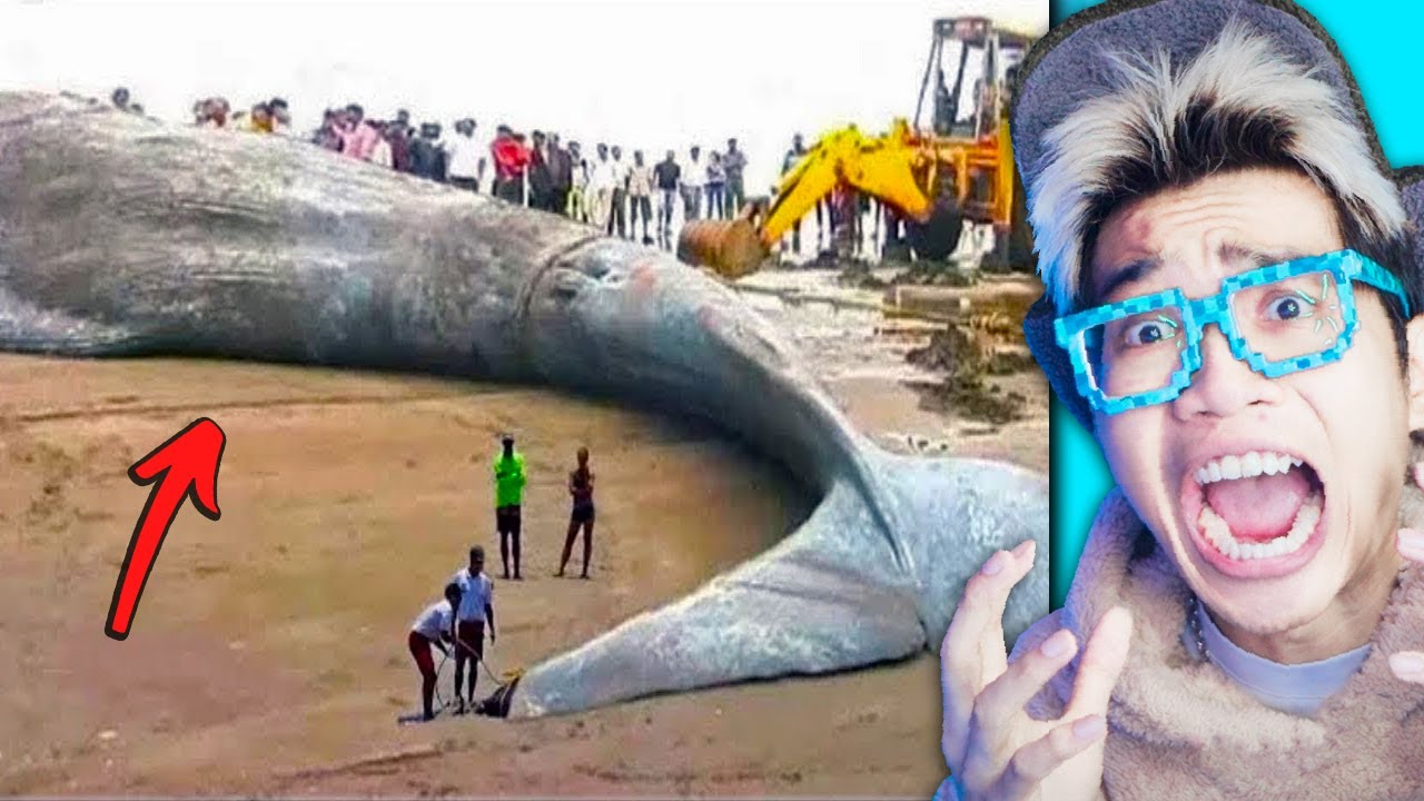 BERUSIA 2000 TAHUN!!! IKAN PURBA RAKSASA INI BERHASIL DI TANGGKAP USAI ...