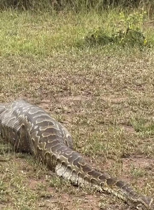 Giant python satisfied after swallowing a deer - YouTube