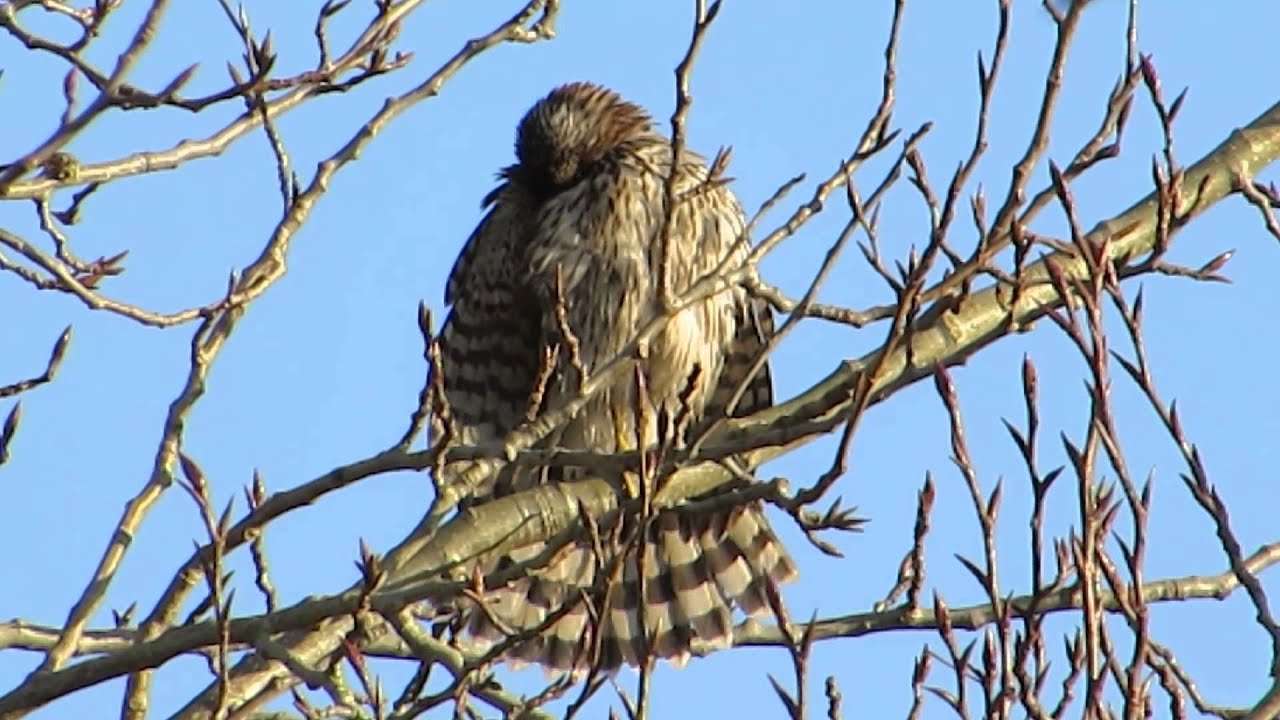 RHM Juvenile Cooper's Hawk Hackles up & Fanned Out Feathers - YouTube