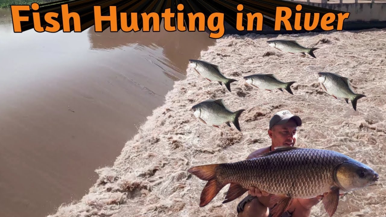 Fish Hunting in River | Fishing | Hunting Video | #fishing #machli # ...