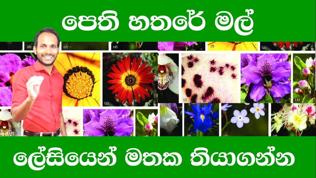 පෙති හතරේ මල් මතක තියාගන්න ලේසිම කෙටි ක්රමය Uthsuka Rathnayake Youtube