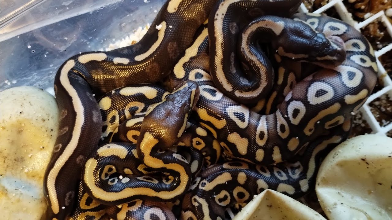 First ball python clutch! - YouTube