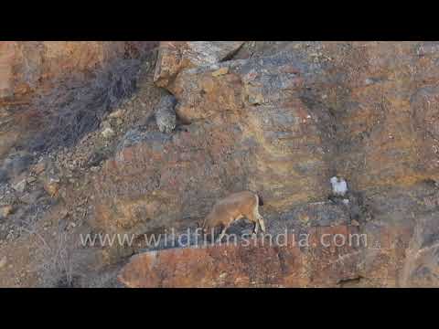 Snow Leopard attempts to get Himalayan Ibex for lunch, fails