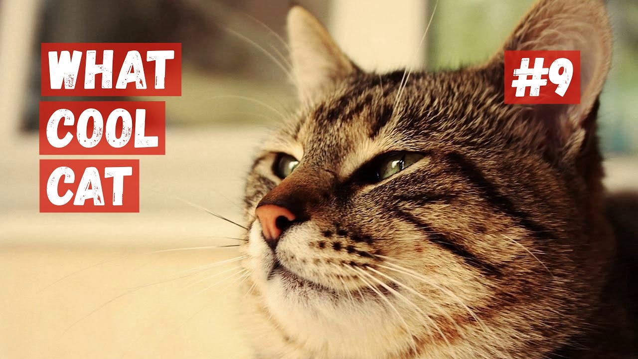 What Cool Cat - Compilation #9 - YouTube