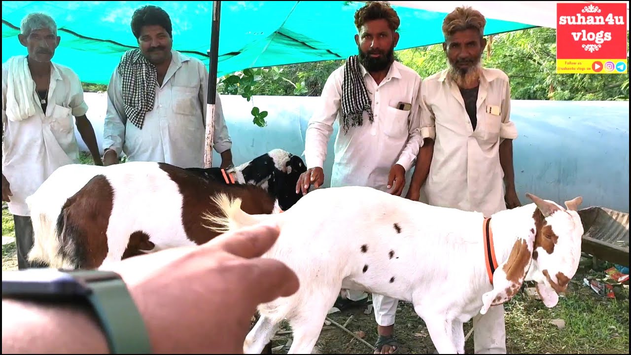 #Jodhpur_Bakra_Mandi_2023 Updates |Day # 07| - YouTube
