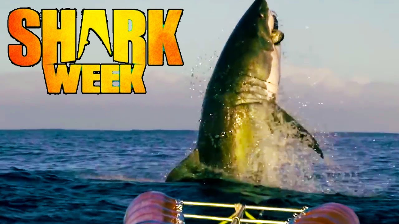 DIVING WITH GREAT WHITE SHARKS | SHARK WEEK 2019 - YouTube