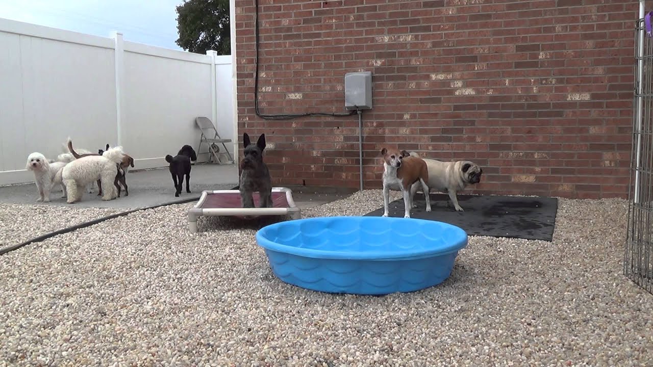 Dog Gone Fun Daycare, Training, and Boarding - YouTube