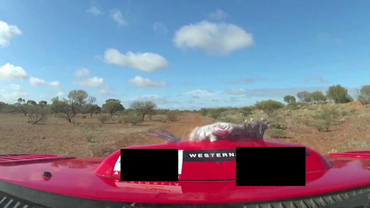 Bird hit by rally car at over 100mph, explodes - YouTube