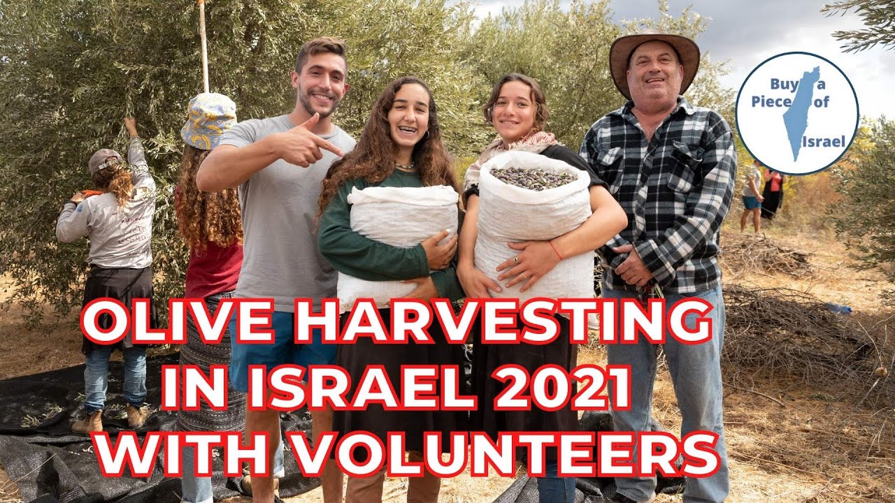 Olive Harvesting in Israel Autumn 2021 with volunteers - YouTube