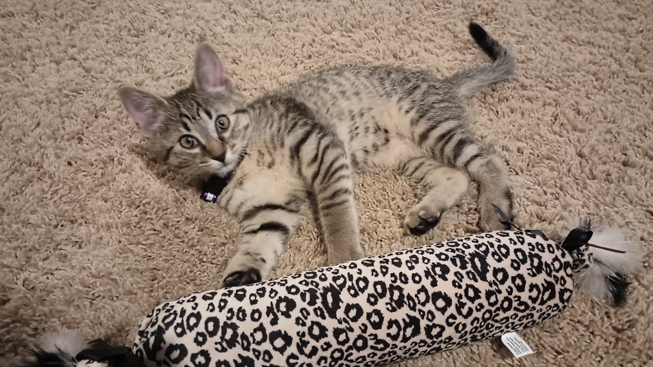 Kitty cat playing - YouTube