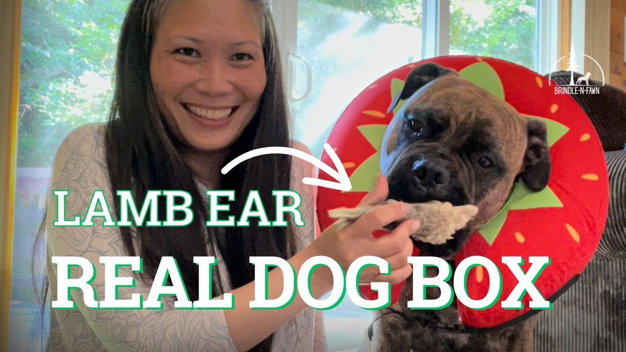 🐾 Real Dog Box No. 102 :: Unboxing Hard to Find Dog Treats & Chews! # ...