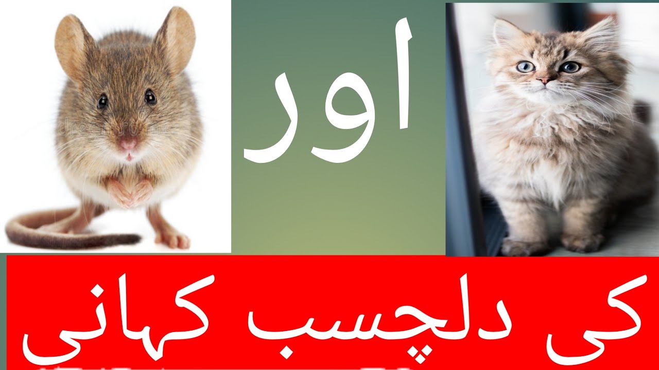 story of cat and mouse very funny //11/05/2023 - YouTube