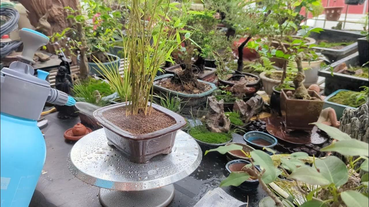 Trồng 2 khóm trúc tăm để làm nguyên liệu - YouTube