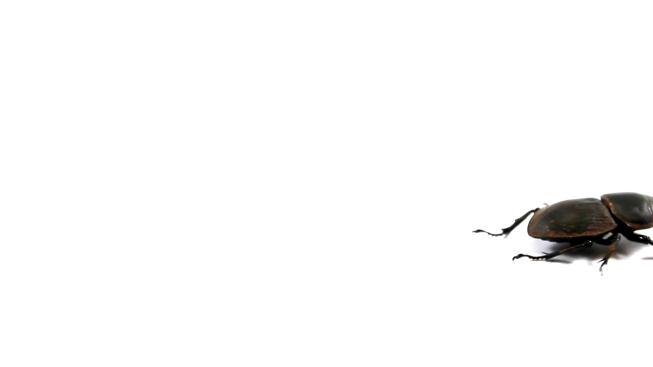 ENG 4U1 | Visual Essay | Gregor Samsa’s Uniqueness in Alienation | Kate ...