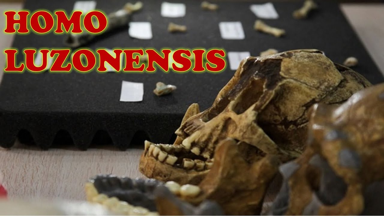 Homo Luzonensis | Explained - YouTube