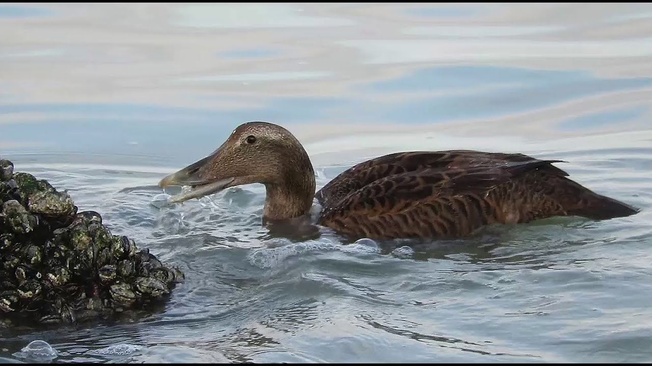 Eider Duck Juvenile