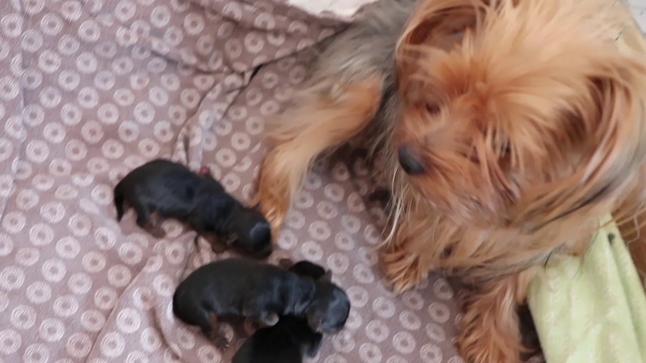 How Many Puppies Can A Yorkie Have In Their First Litter