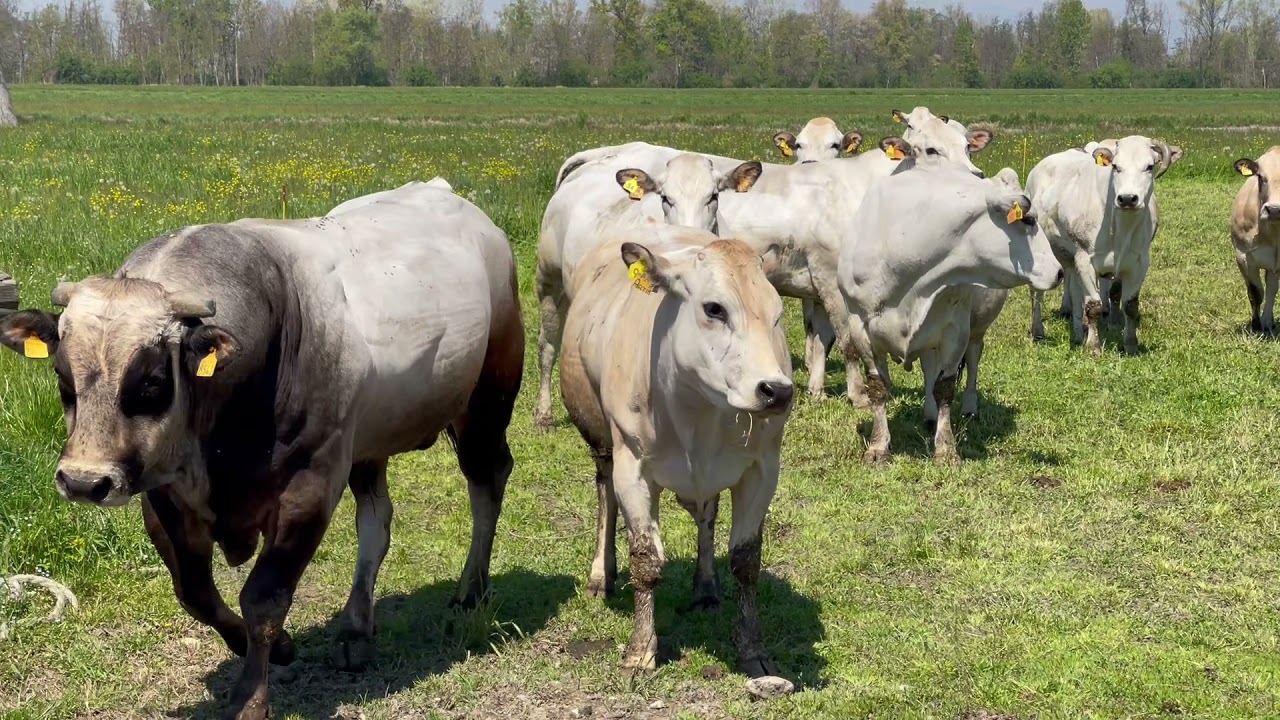 Preserving the Piemontese Cattle Breed | Paolo Solavaggione at La ...