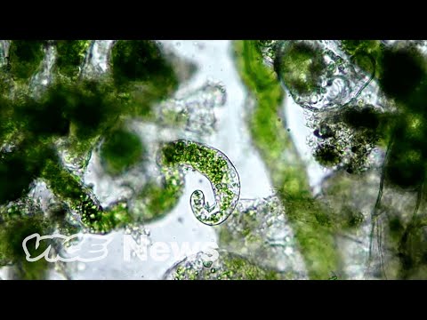 Seaweed Clothes Can Save the Planet | Materialistic