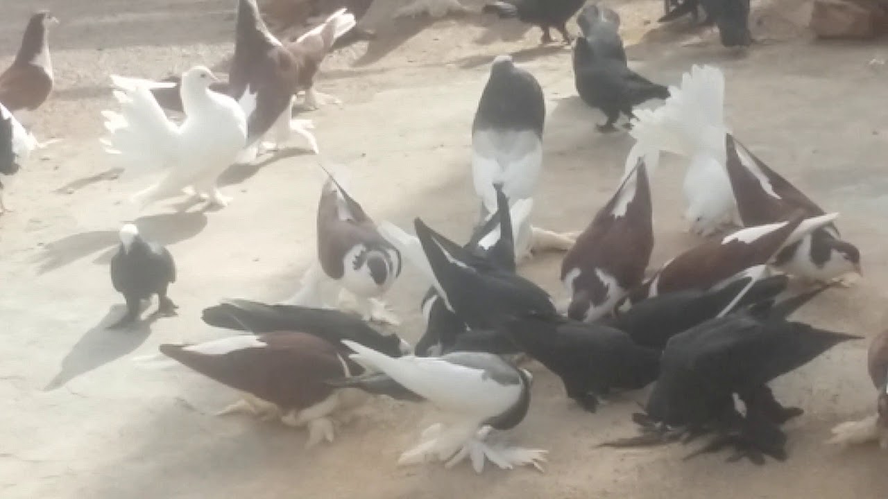 My pigeon collection - YouTube