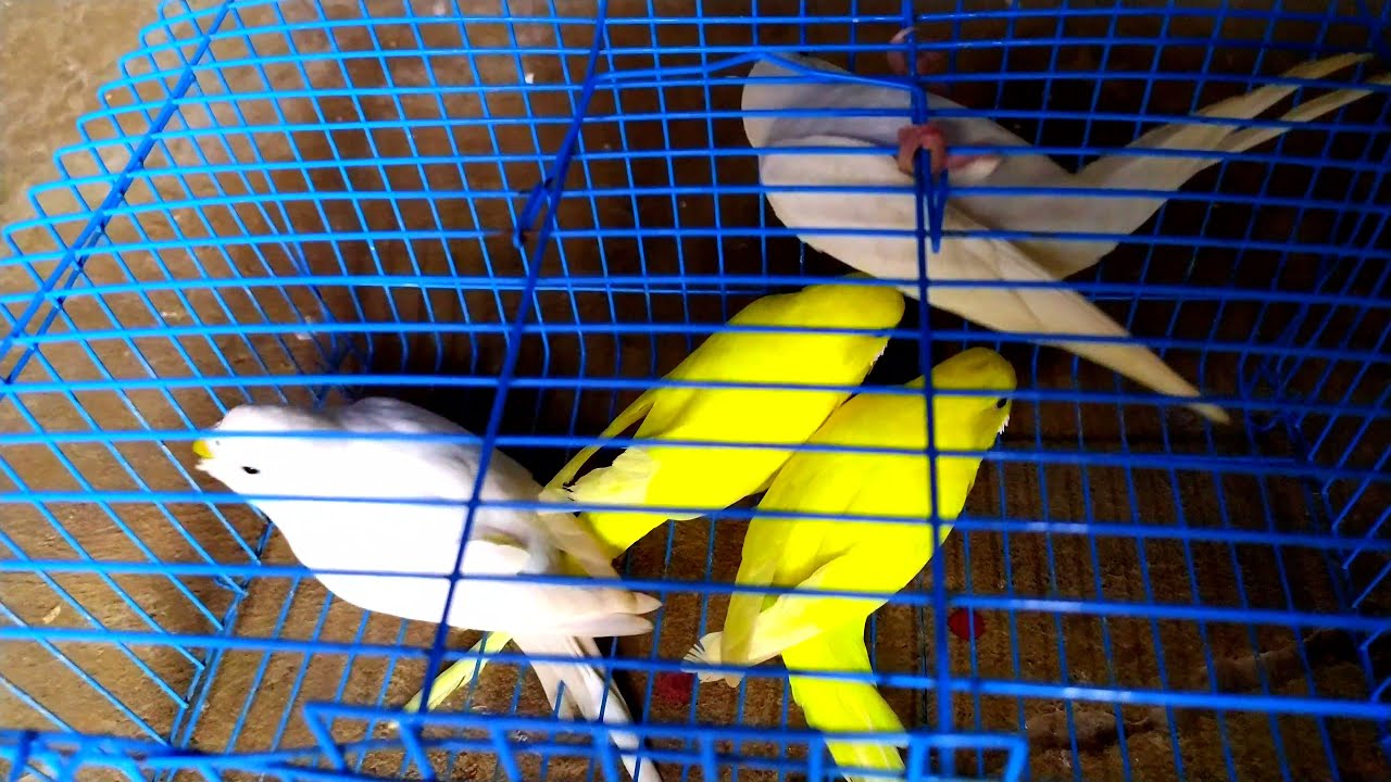 Beautiful love birds | Double factor budgies - YouTube