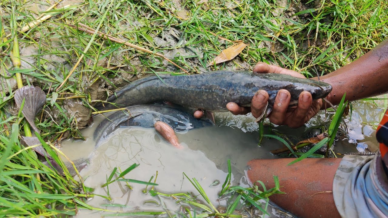 Unbelievable Fishing Technique।Mud Hole To Finding Fish Meet Catfish ...