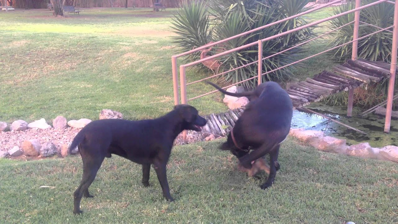 Baboon Dog Fight!! - YouTube