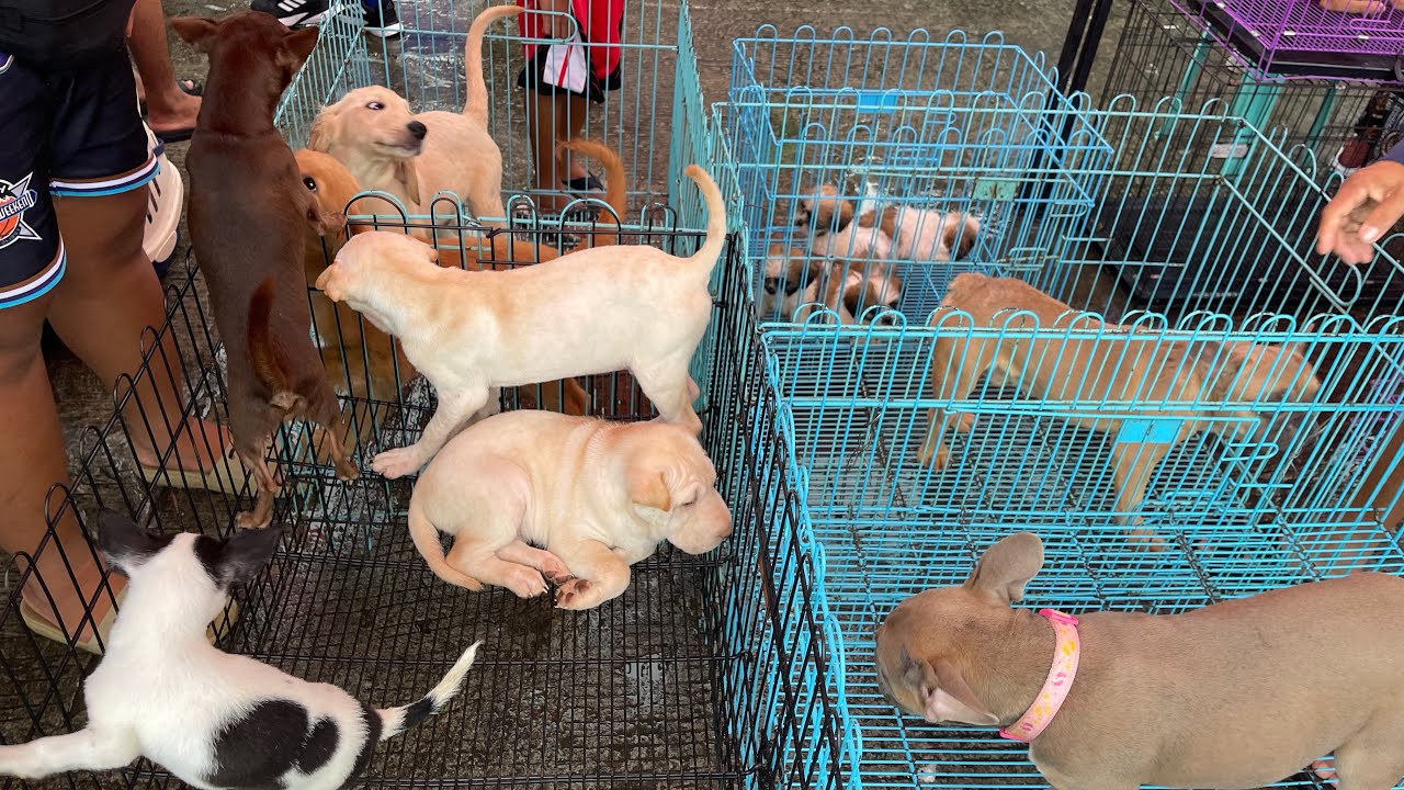 GROTTO PET MARKET MURANG ASO, PUSA, IBON INFRONT OF GROTTO CHURCH ...