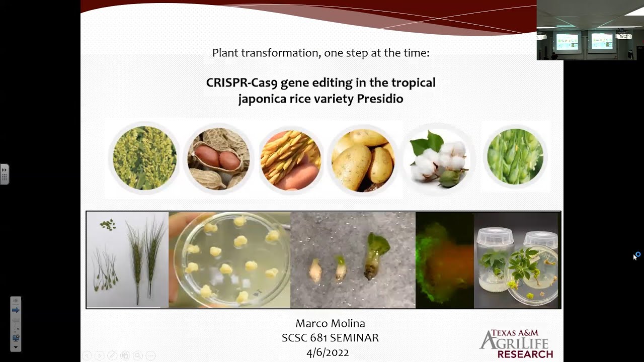 “Plant Transformation: CRISPR-Cas9 gene editing in the tropical ...