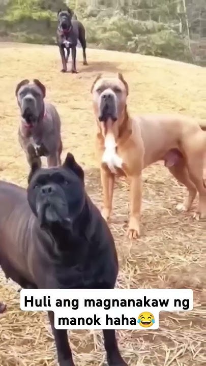 huli ka balbon hahahah #funny #memes #comedy #humor - YouTube