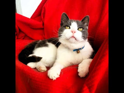 CUTE AND FUNNY ANIMALS! 155 - YouTube