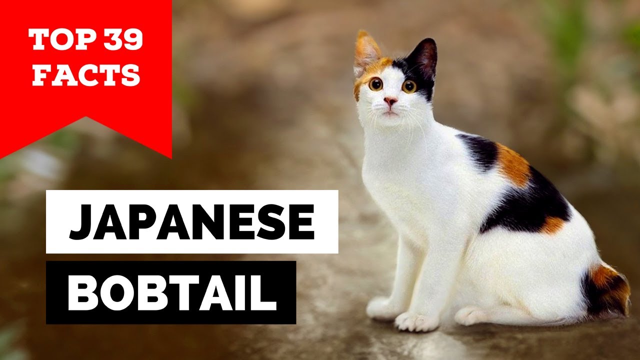 99% of Japanese Bobtail Owners Don't Know This (Maneki Neko) - YouTube