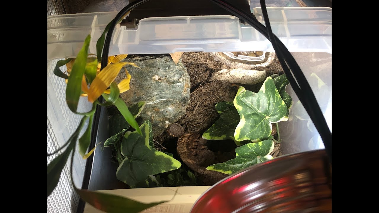 My baby Eastern Box turtle enclosure! - YouTube