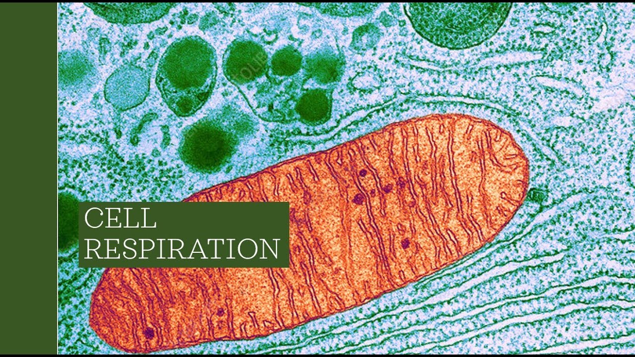 AP Biology 3iii Cellular Respiration Lecture - YouTube