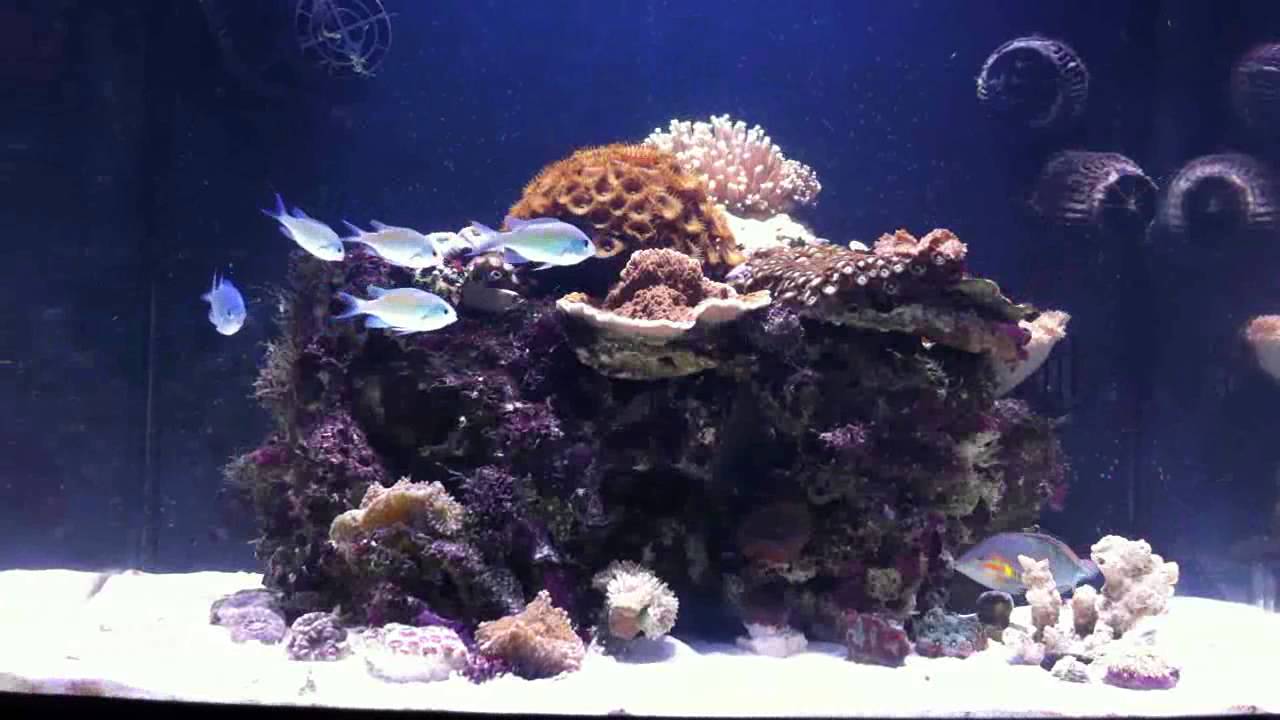BioCube 29 HQi Nano Reef at 6 Months - YouTube